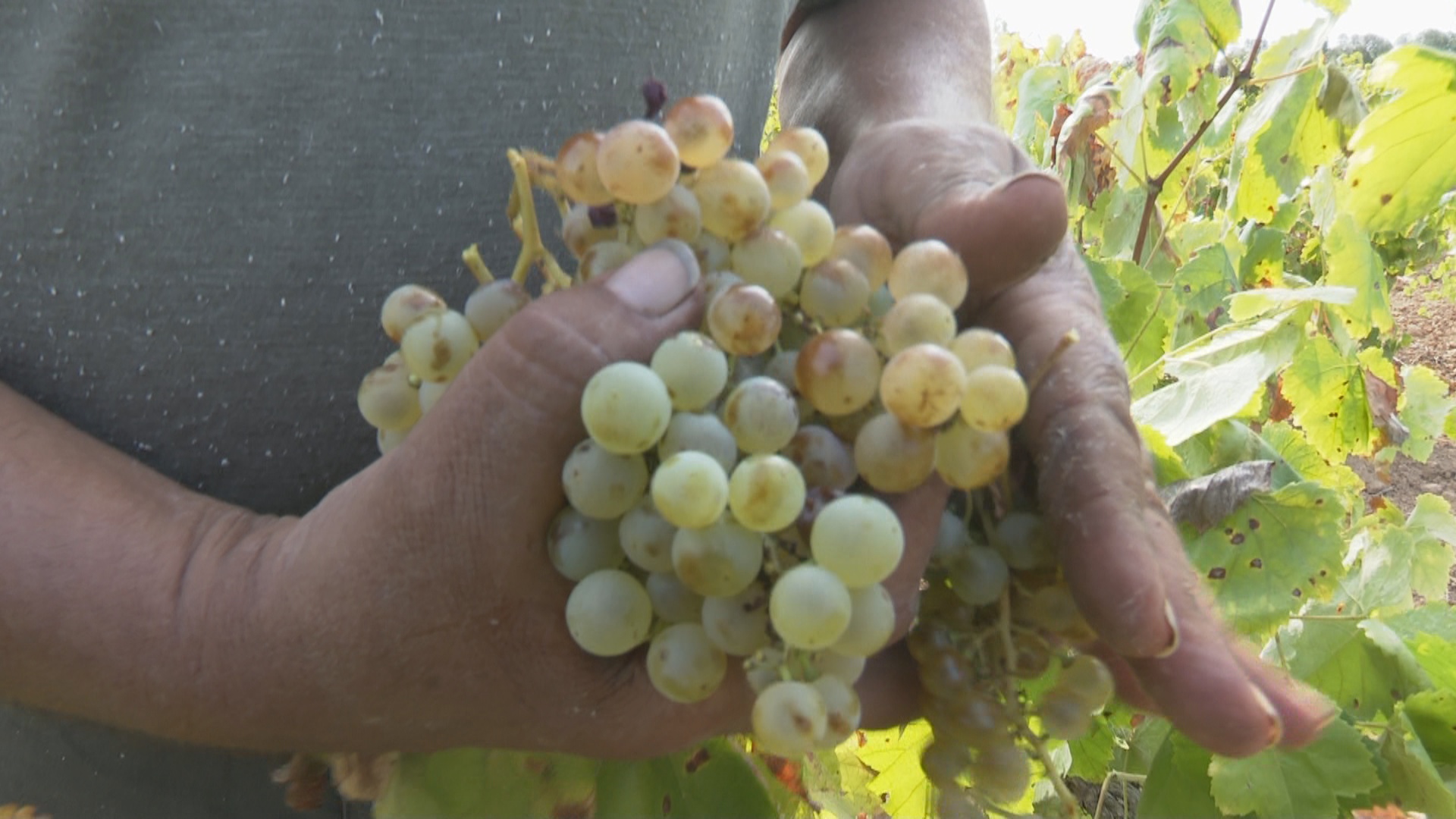 Les pèrdues de collita de raïm per la sequera podrien arribar al 80% al ...